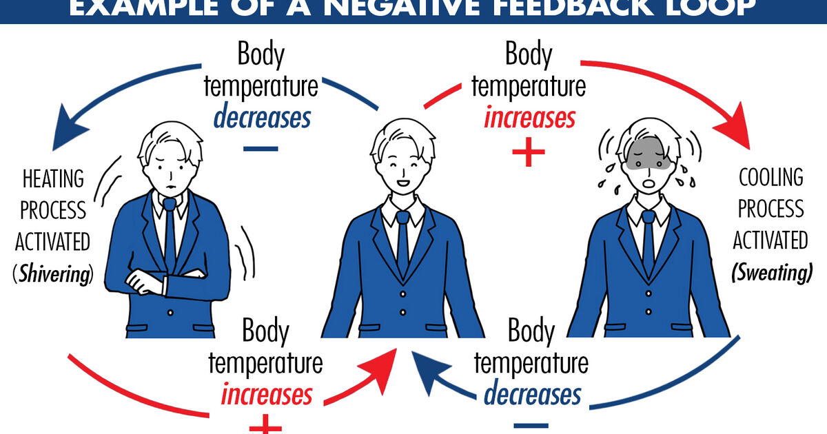 Examples Of Negative Feedback Loops YourDictionary