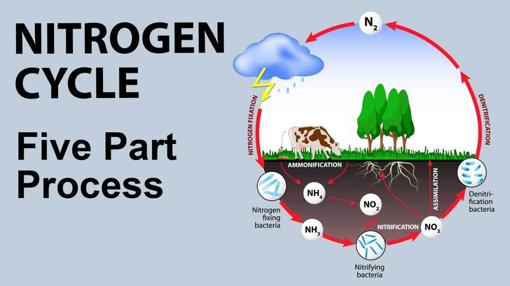 Ammonification Nitrogen Cycle
