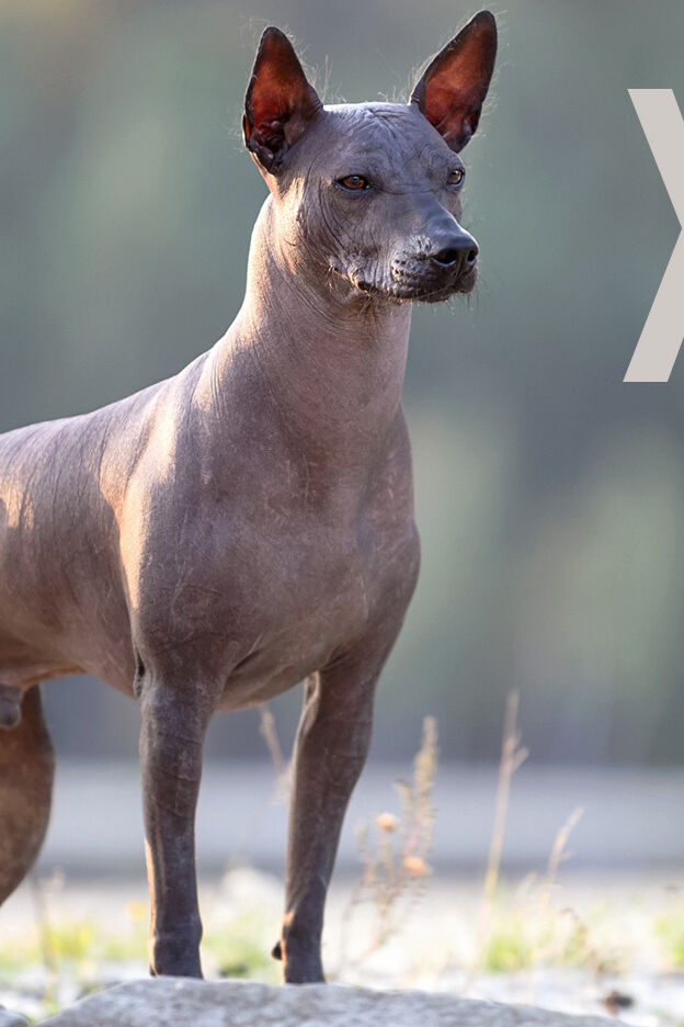 A Dog Breed That Starts With X