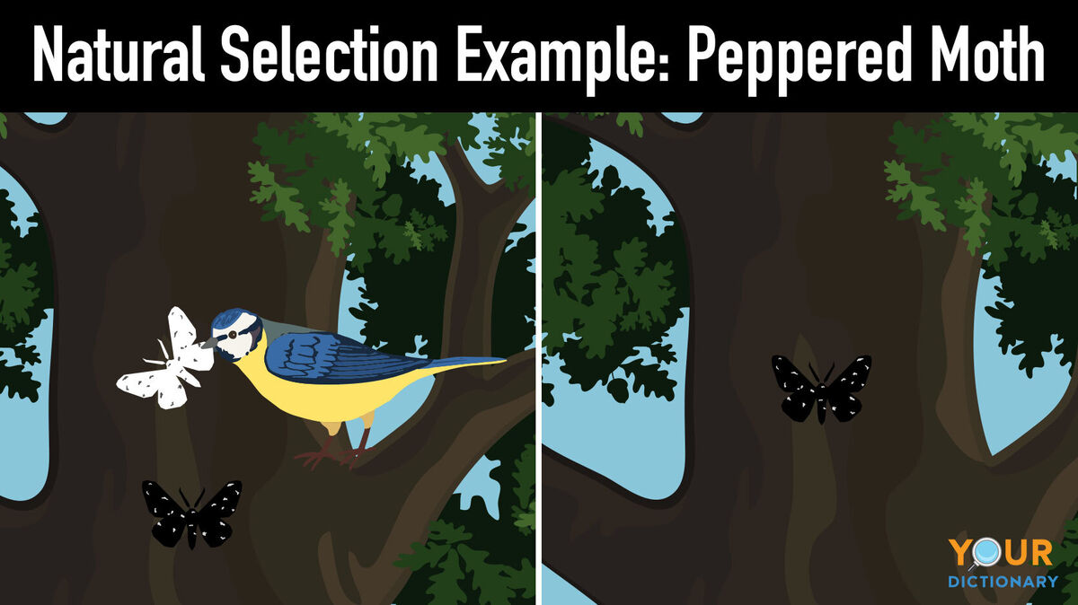 Examples Of Natural Selection YourDictionary