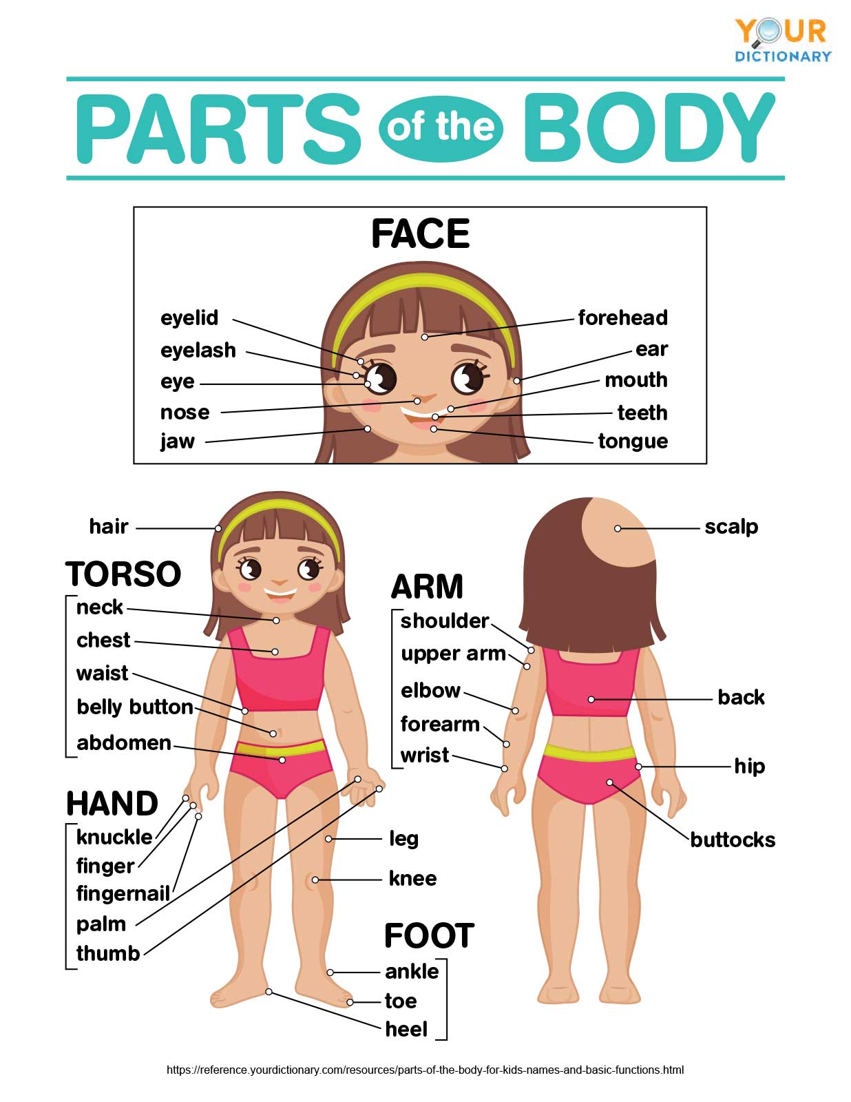Parts Of The Body For Kids Names Basic Functions